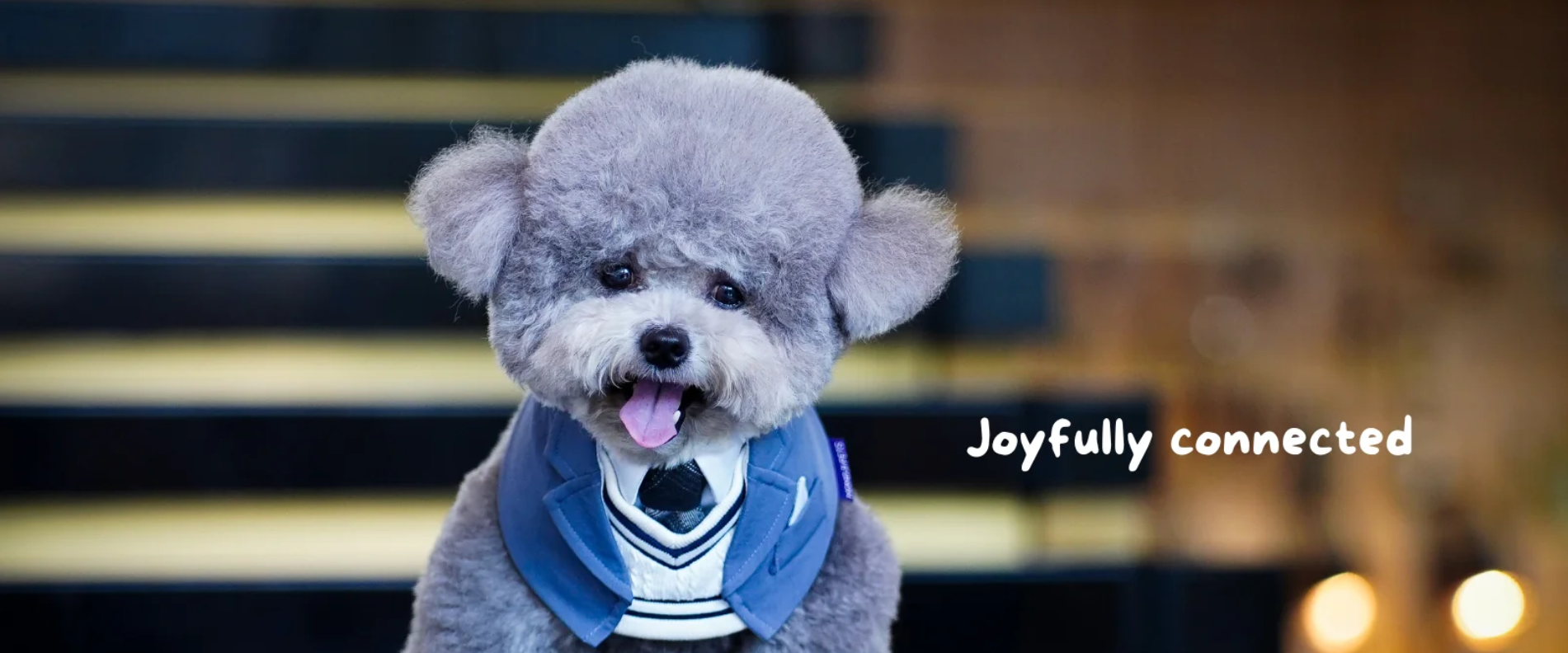 MOMOJI | joyfully connected